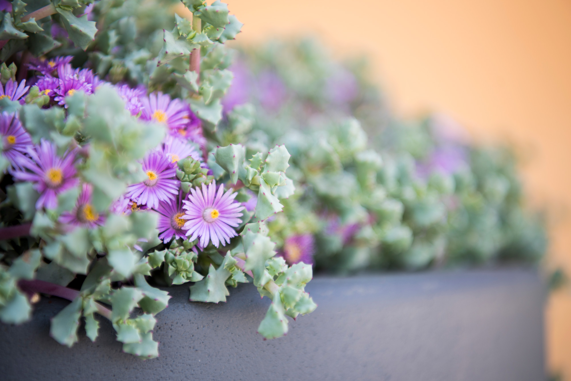 5 Great Plant and Pot combinations | Gates and Associates